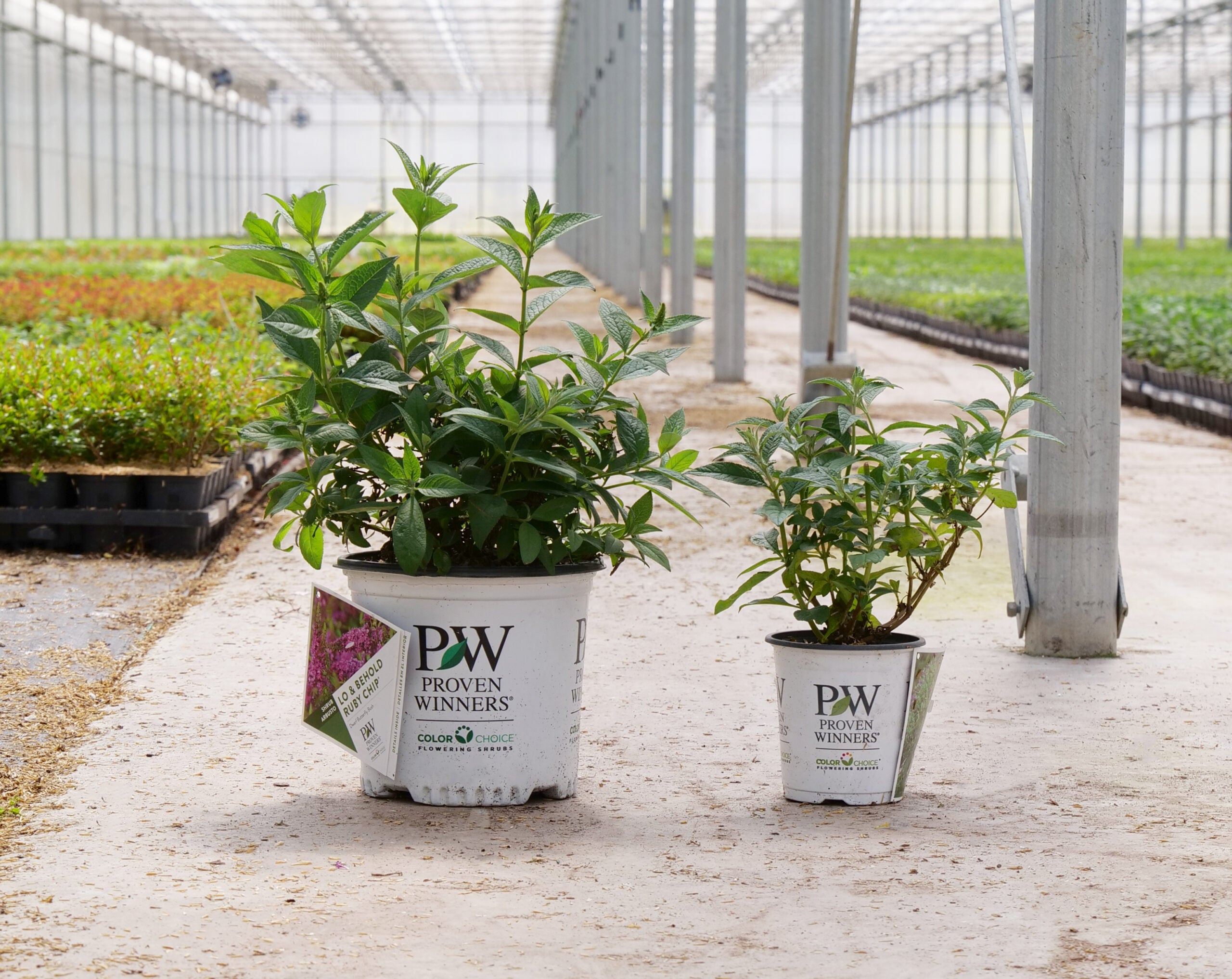 Great Garden Plants | Quality Plants, Grown & Shipped With Care