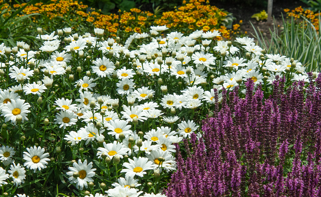 All Garden Plants For Sale | Online Plant Nursery – Great Garden Plants