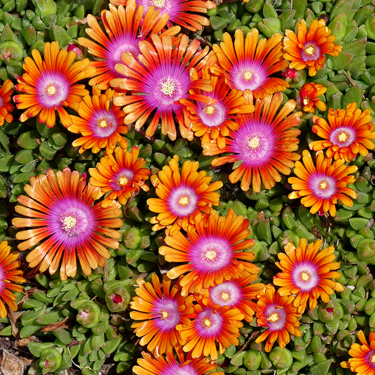 Great Garden Plants | Quality Plants, Grown & Shipped With Care