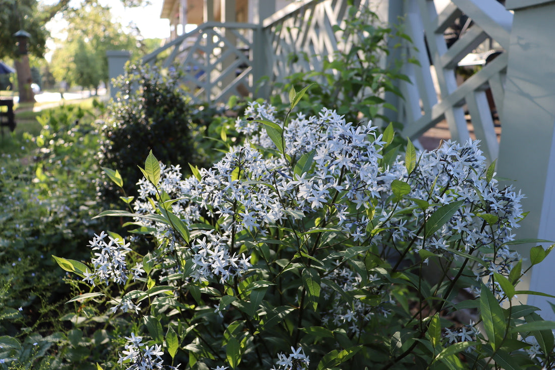 'String Theory' Bluestar (Amsonia) | Proven Winners – Great Garden Plants