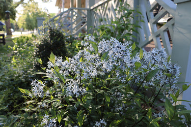 Threadleaf Bluestar For Sale (Amsonia) | Perennials – Great Garden Plants