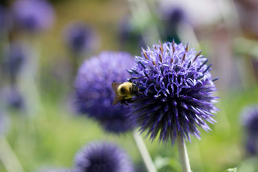 Upscale™ 'Red Velvet' Bee Balm (Monarda) | Perennials – Great Garden Plants