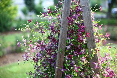 Rise Up Amberness™ Climbing Rose | Vines & Climbers – Great Garden Plants