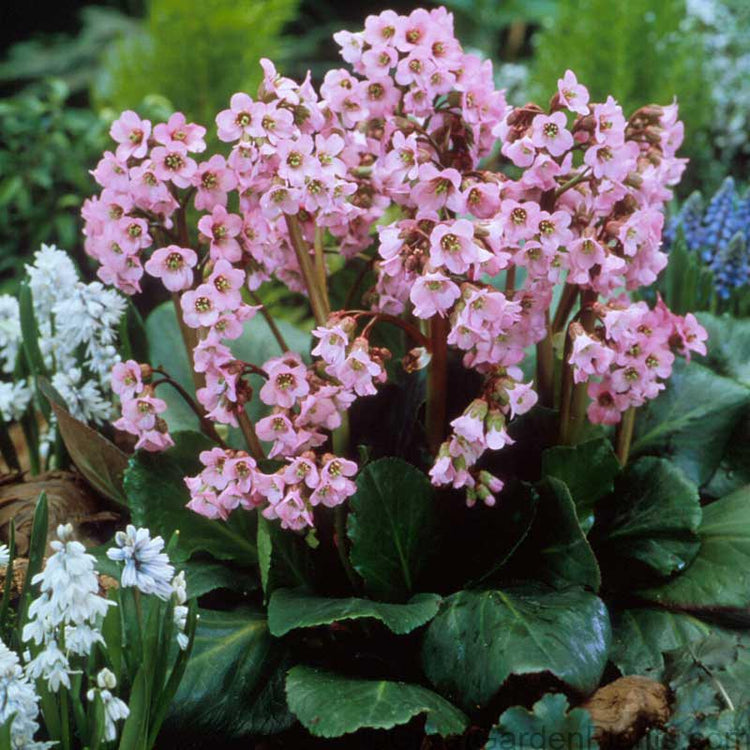 Pigsqueak | Perennials | Great Garden Plants