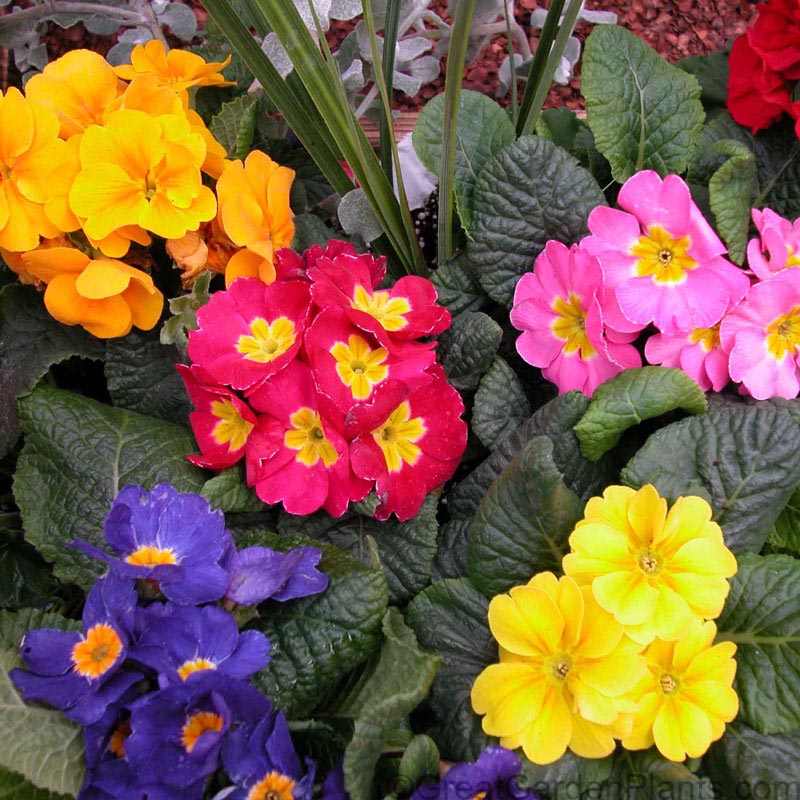 Crescendo® Mixed Primrose | Perennials – Great Garden Plants