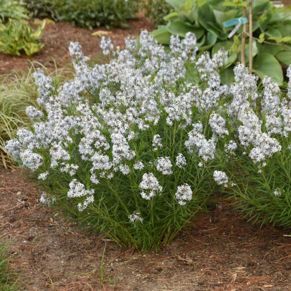 'String Theory' Bluestar | Proven Winners – Great Garden Plants
