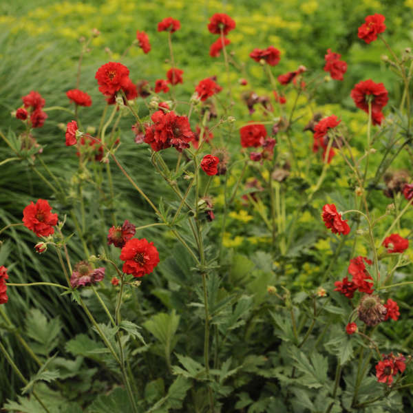 'Blazing Sunset' Geum | Perennials – Great Garden Plants