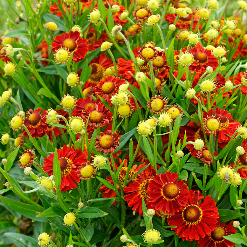 Mariachi™ 'Bandera' Helenium | Perennials – Great Garden Plants