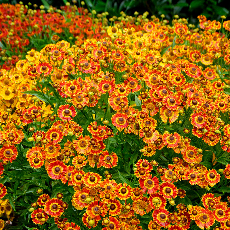 Mariachi™ 'Fuego' Helenium | Perennials – Great Garden Plants