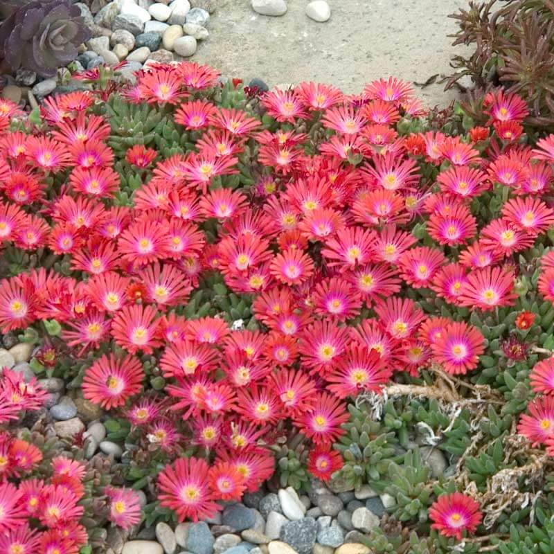 'Jewel Of Desert Ruby' Ice Plant | Perennials – Great Garden Plants