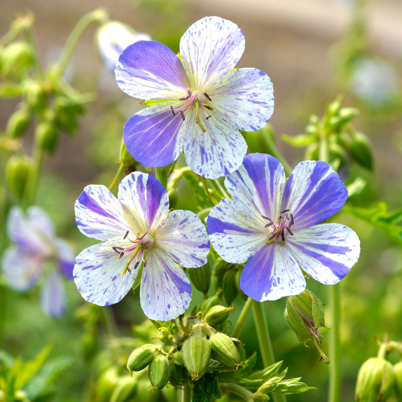 'Delft Blue' Cranesbill | Perennials – Great Garden Plants