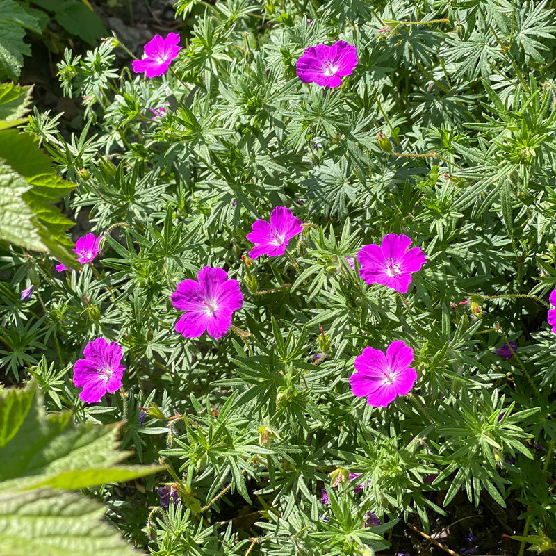 'Max Frei' Bloody Cranesbill | Perennials – Great Garden Plants