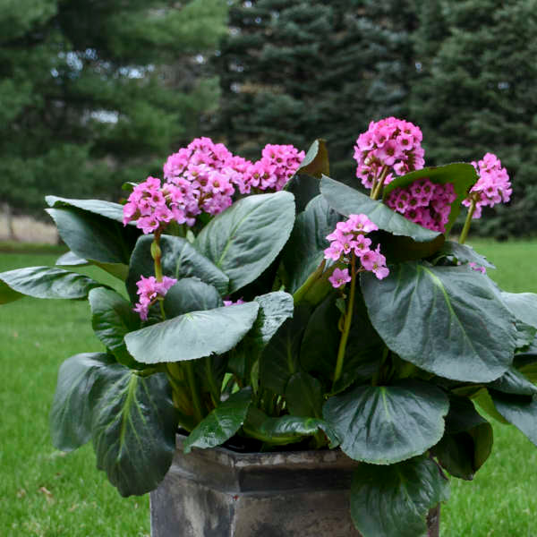 Pigsqueak | Perennials | Great Garden Plants