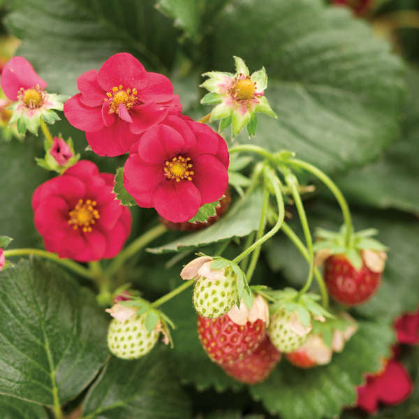 Berried Treasure® Red Everbearing Strawberry | Perennials – Great ...