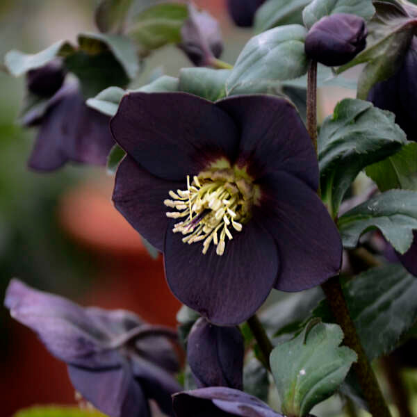 Honeymoon® New York Night Lenten Rose | Perennials – Great Garden Plants