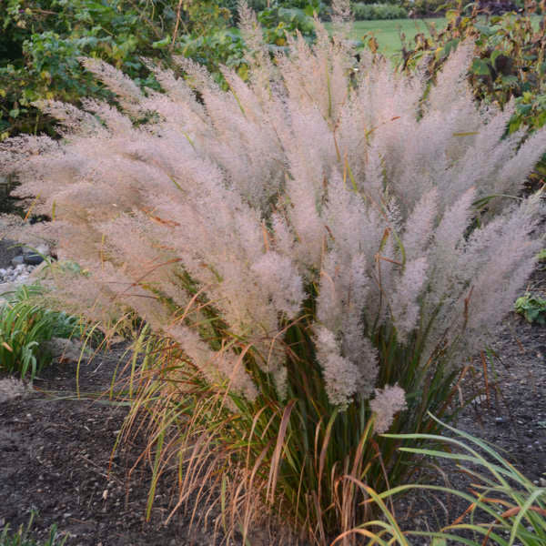 Korean Feather Reed Grass | Perennials – Great Garden Plants