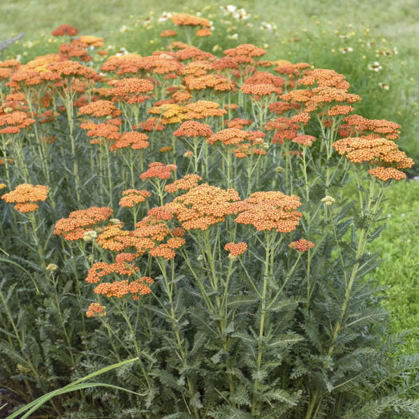 'Sassy Summer Sunset' Yarrow | Perennials – Great Garden Plants
