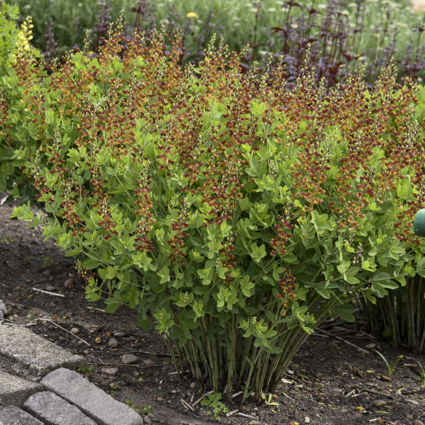 Decadence® 'Cherries Jubilee' False Indigo | Perennials – Great Garden ...