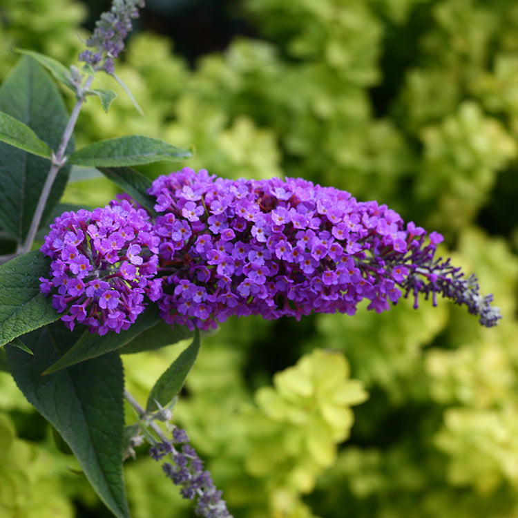 Butterfly Bush For Sale | Shrubs | Online Plant Nursery – Great Garden ...