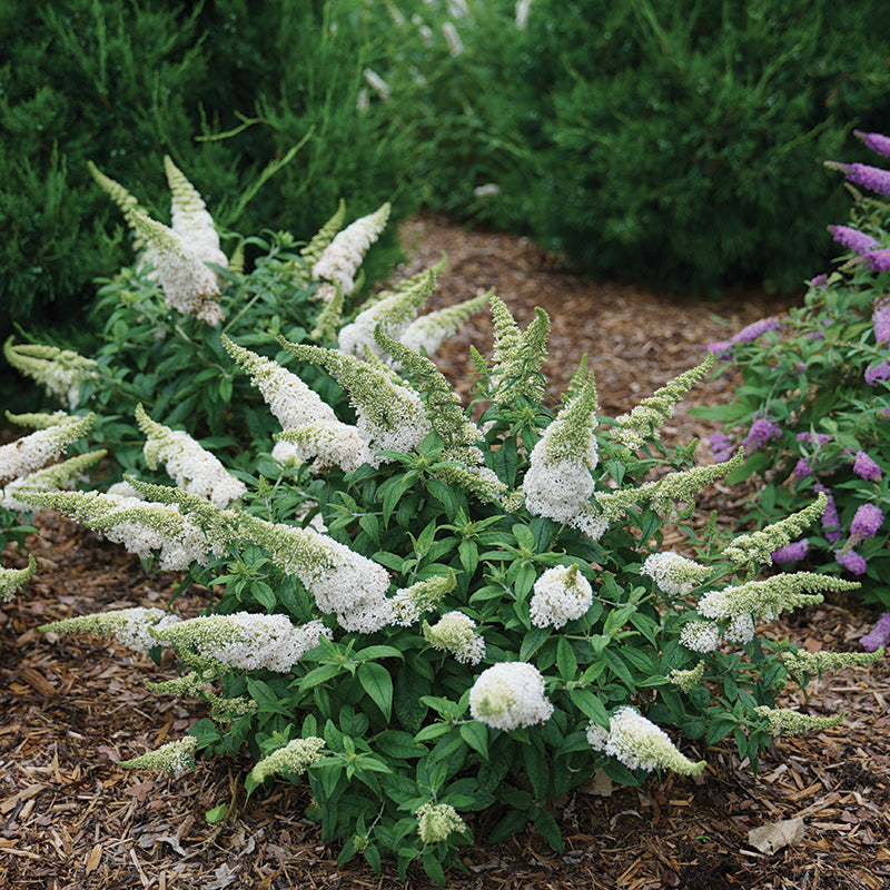 Dwarf Butterfly Bush In Winter