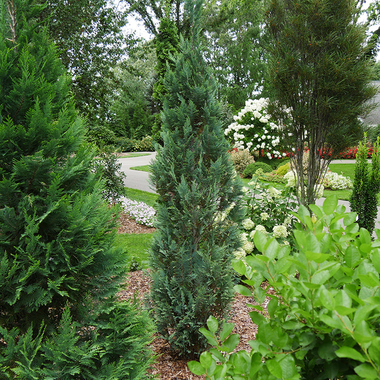 False Cypress | Shrubs & Trees | Great Garden Plants