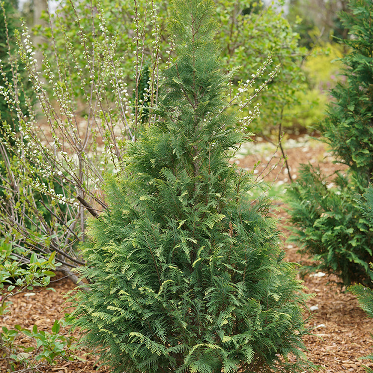 False Cypress | Shrubs & Trees | Great Garden Plants