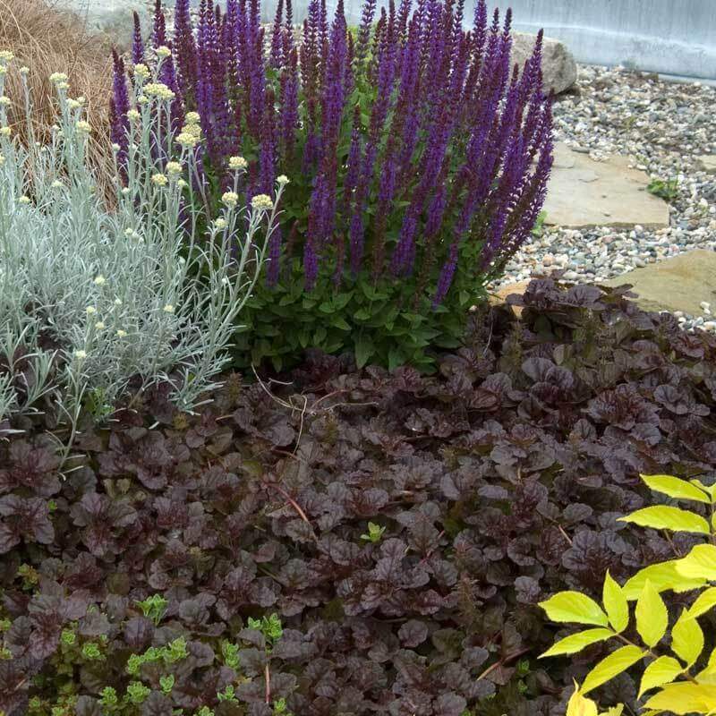 Bugleweed Black Scallop