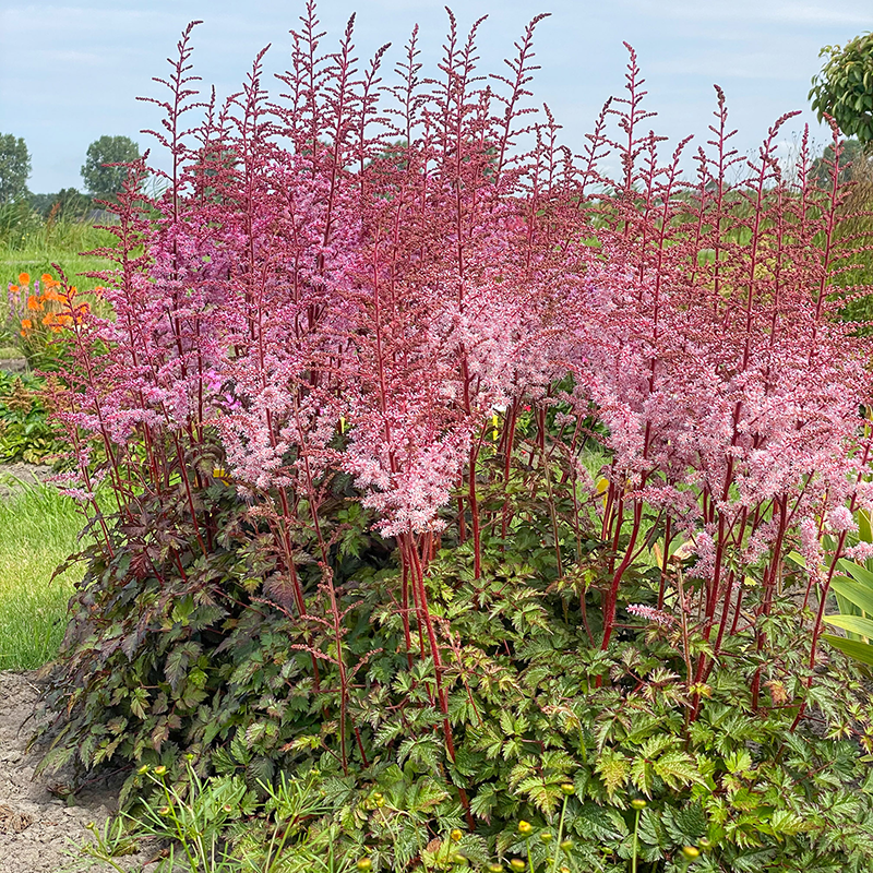Color Flash® Astilbe For Sale | Perennials – Great Garden Plants