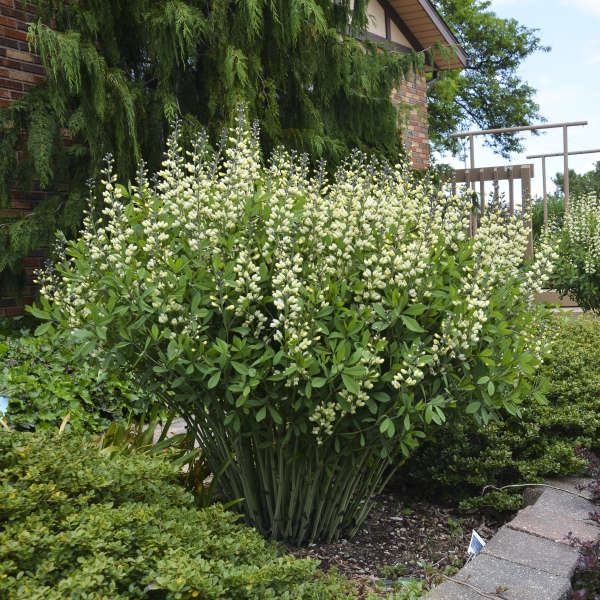 Decadence® 'Vanilla Cream' False Indigo | Perennials – Great Garden Plants