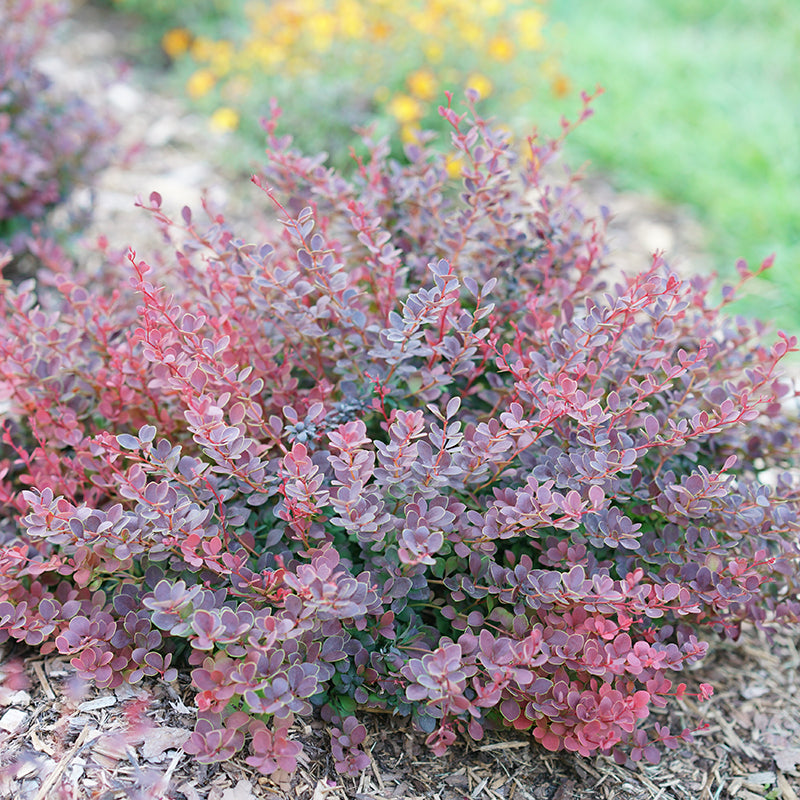 Sunjoy Mini Maroon® Barberry | Proven Winners – Great Garden Plants