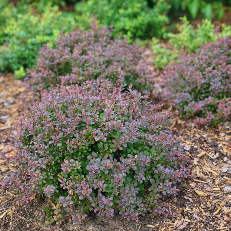Sunjoy Todo® Barberry | Proven WInners – Great Garden Plants