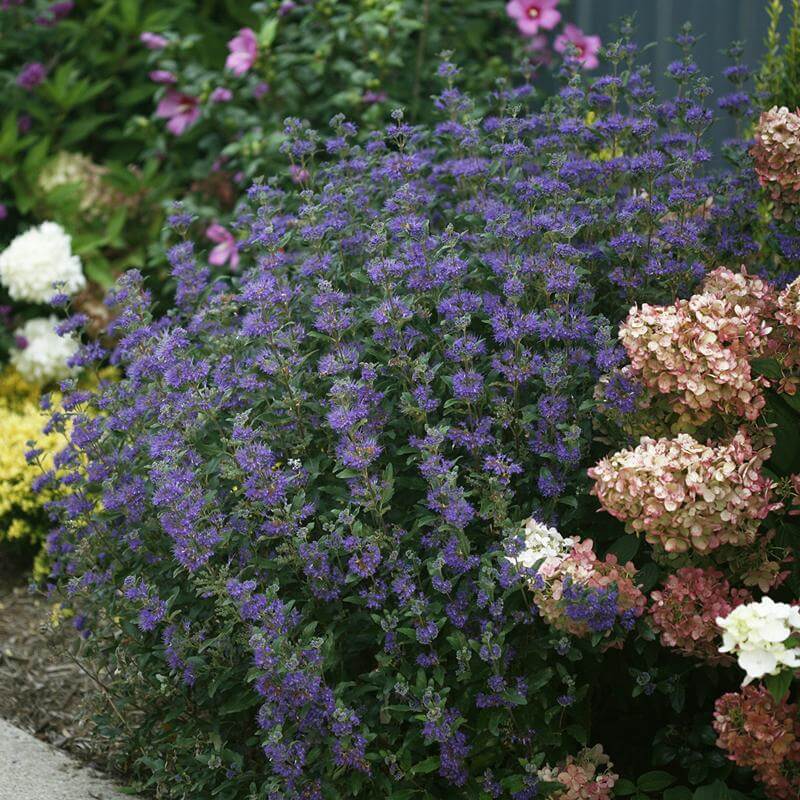 Beyond Midnight® Bluebeard | Proven Winners – Great Garden Plants