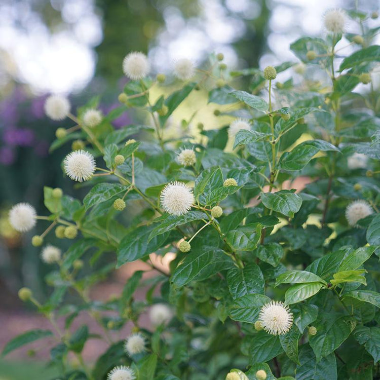 Buttonbush | Shrubs & Trees | Great Garden Plants