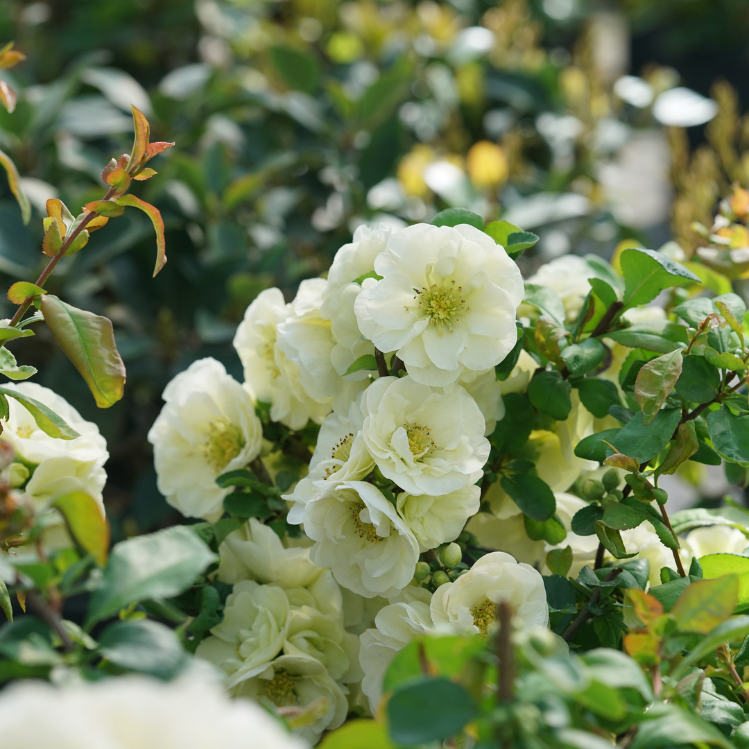 Double Take Eternal White® Flowering Quince | Proven Winners – Great ...