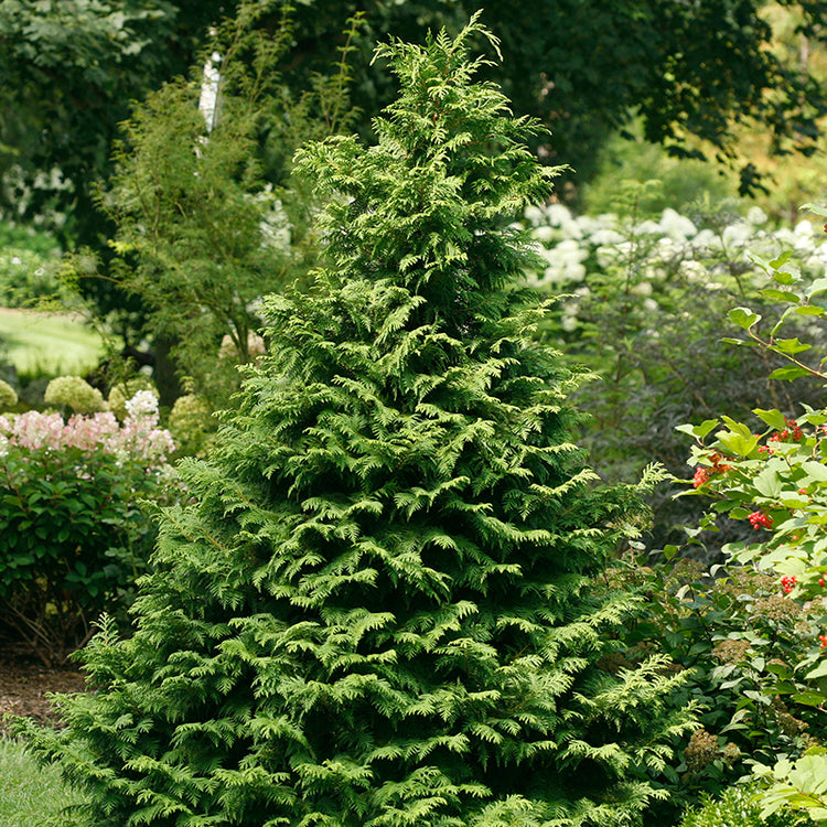 False Cypress | Shrubs & Trees | Great Garden Plants