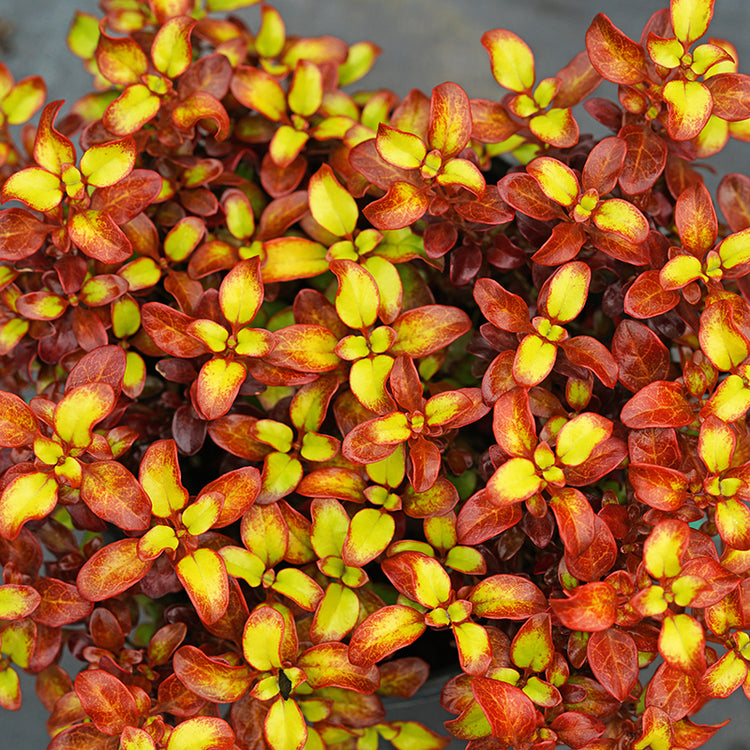 Mirror Bush | Shrubs & Trees | Great Garden Plants