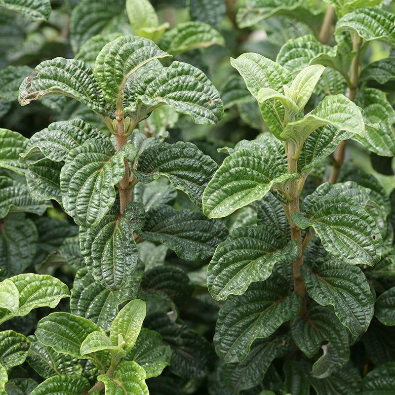 Pucker Up® Red-Twig Dogwood | Shrubs & Trees – Great Garden Plants