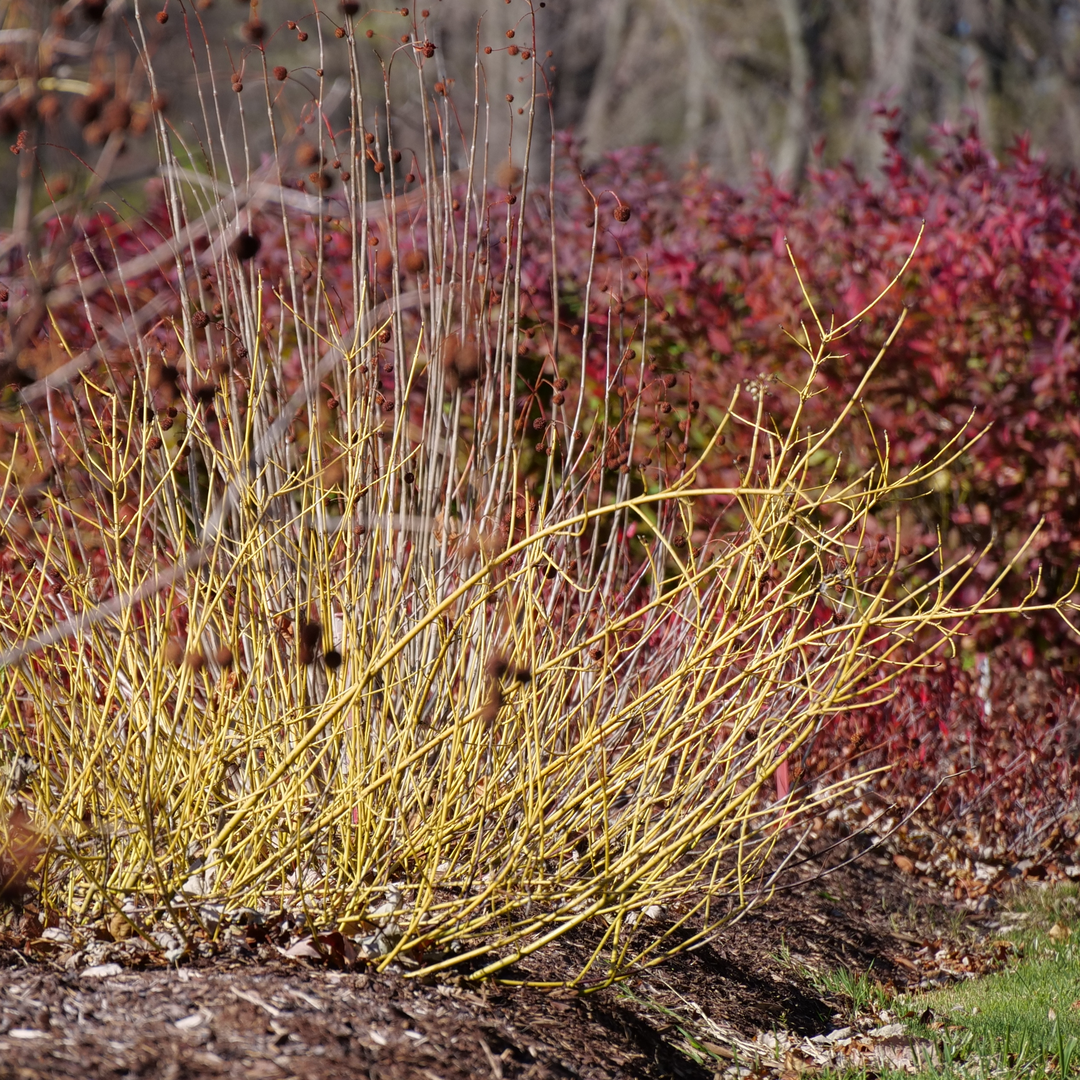 Yellow Twig Dogwood