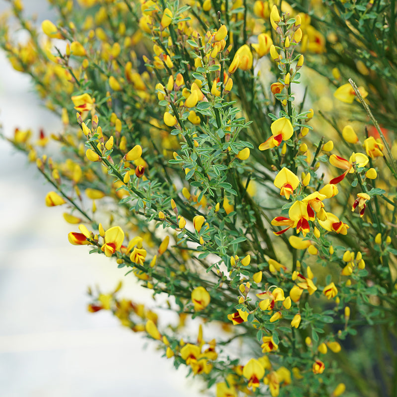 Scotch Broom In Winter