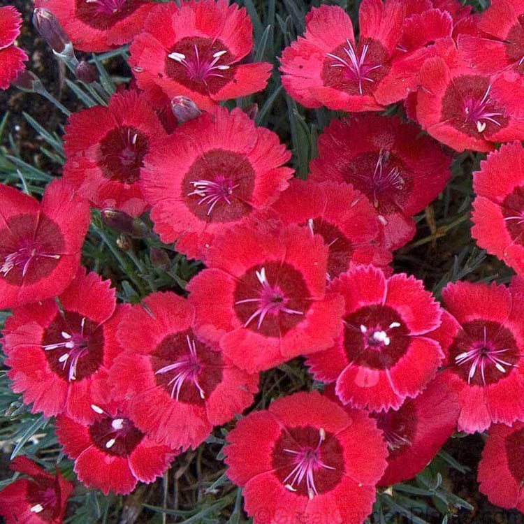 Dianthus | Perennials | Great Garden Plants