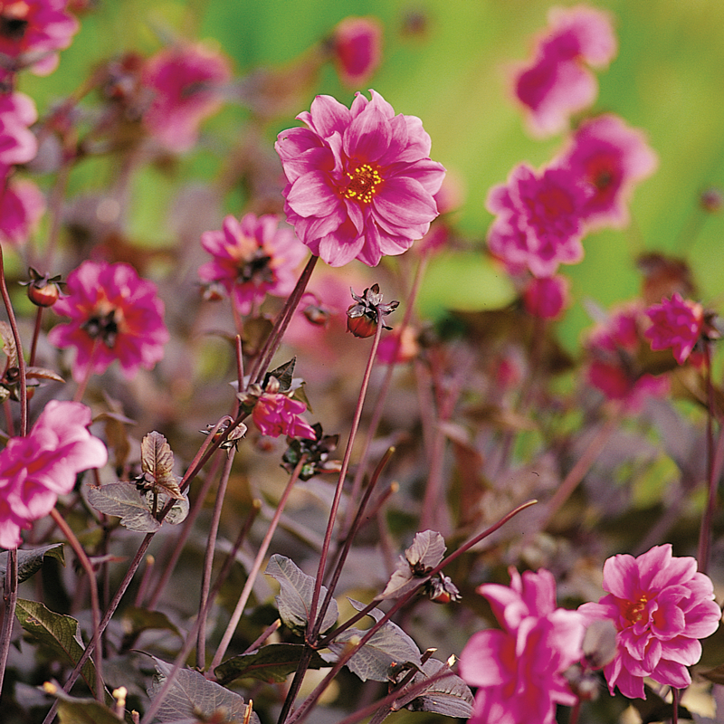 'Fascination' Dahlia | Perennials – Great Garden Plants