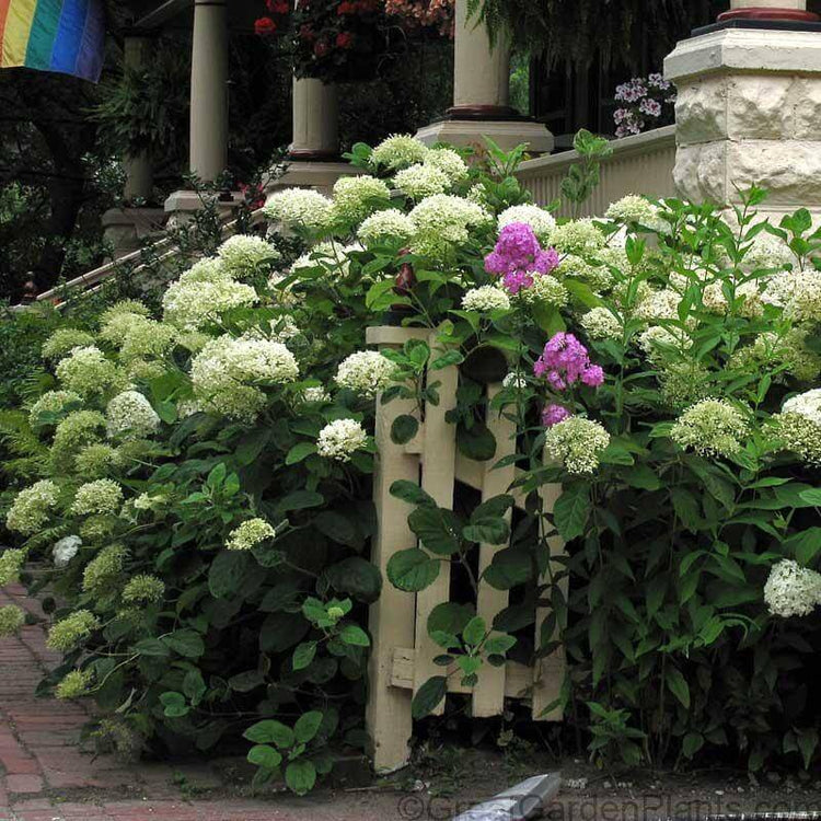 Smooth Hydrangea | Shrubs & Trees | Great Garden Plants