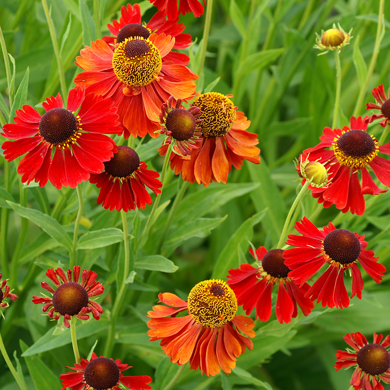 'Moerheim Beauty' Sneezeweed | Perennials – Great Garden Plants
