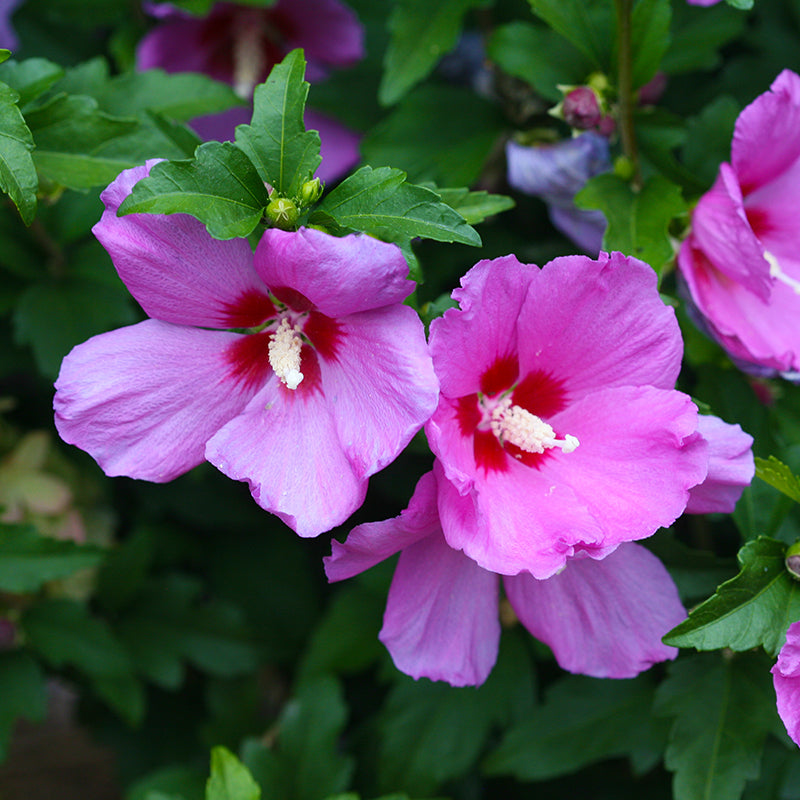 Lil' Kim® Violet Rose of Sharon | Shrubs & Trees – Great Garden Plants