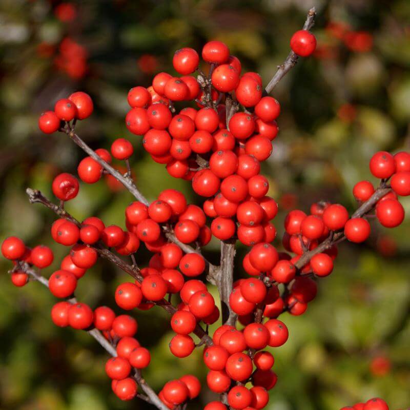 Berry Heavy® Winterberry Holly | Proven Winners – Great Garden Plants