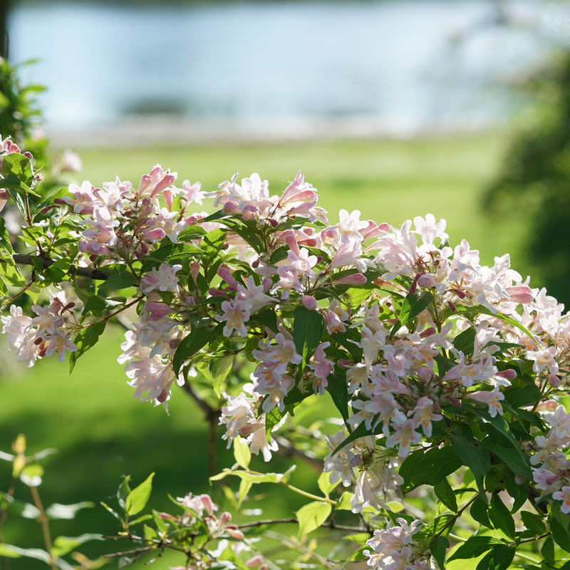 Jolene Jolene™ Beautybush | Proven Winners – Great Garden Plants