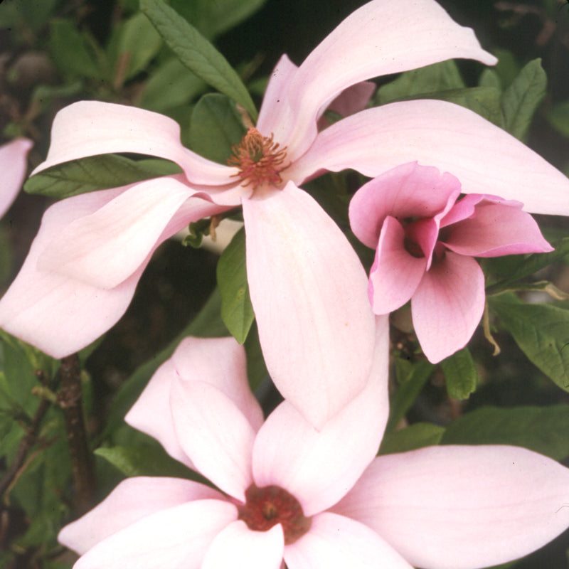 'Ann' Magnolia | Shrubs & Trees – Great Garden Plants