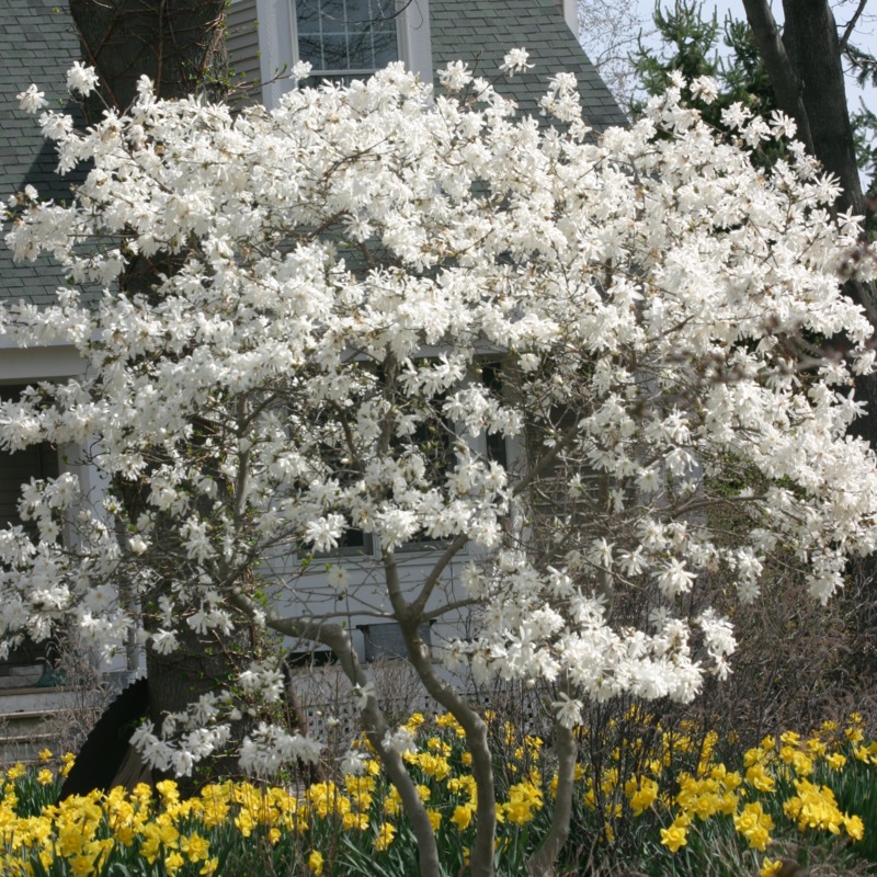 Royal Star Magnolia Tree