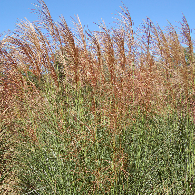 Scout Maiden Grass Perennials Great Garden Plants
