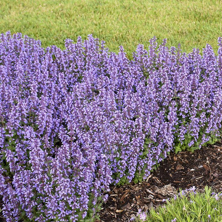 Catmint For Sale | Perennials – Great Garden Plants